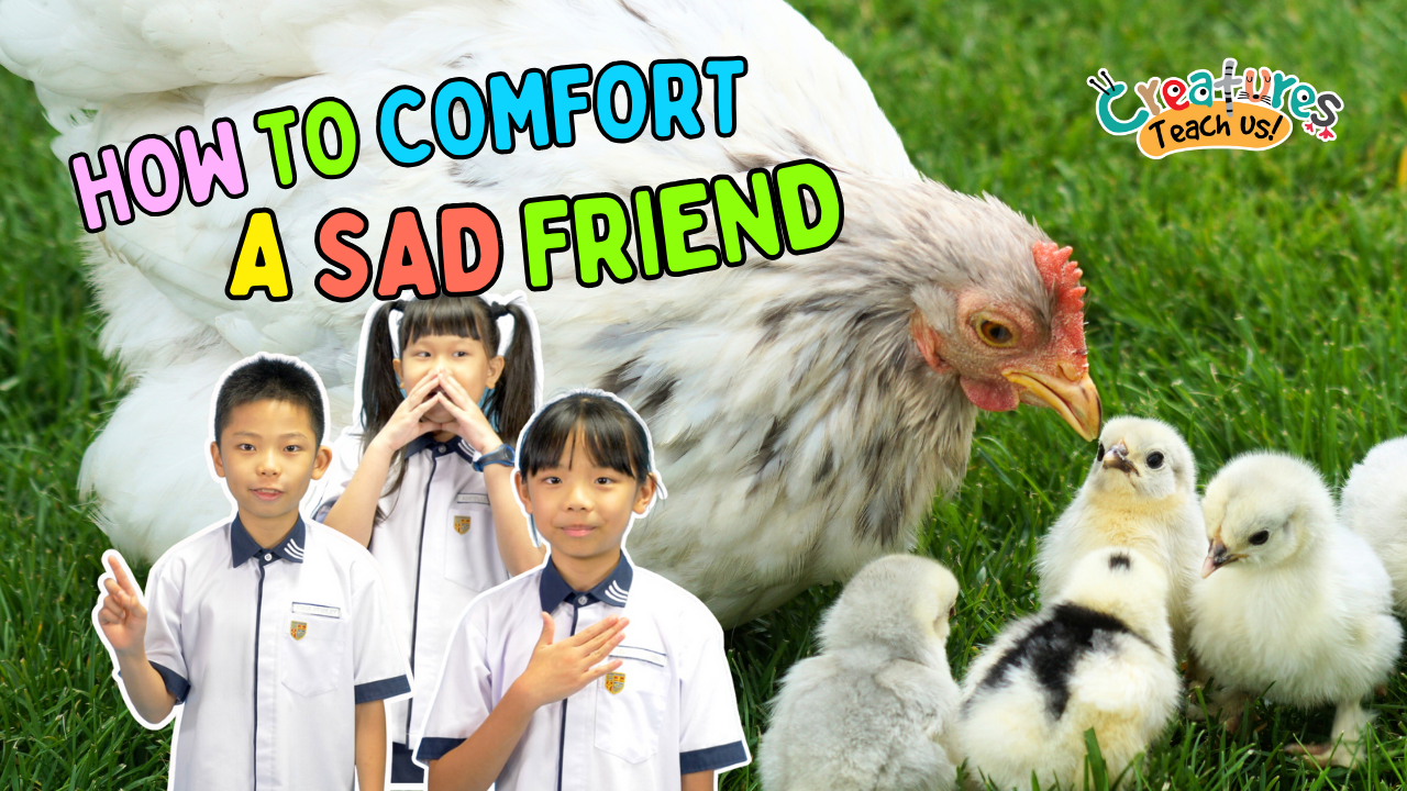 Empathy and Care with Chickens! - Hope Channel Singapore